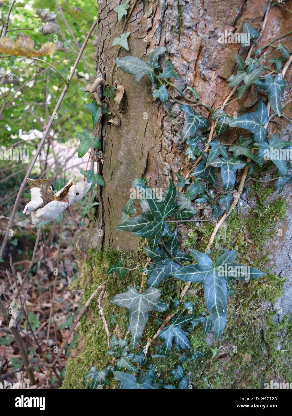 A vine growing up the side of a tree Stock Photo - Alamy