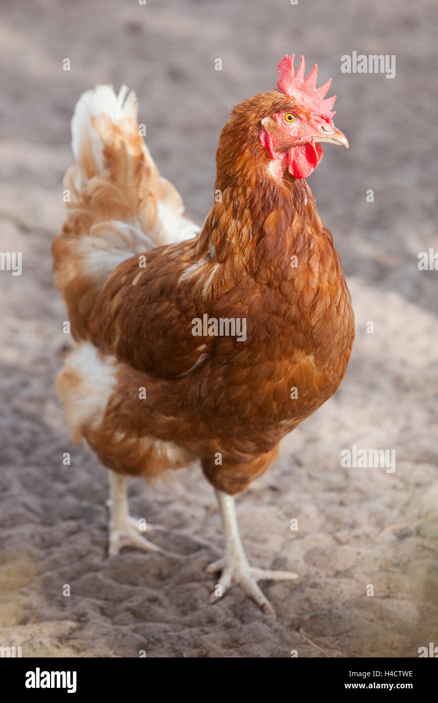 Chicken stands hi-res stock photography and images - Alamy