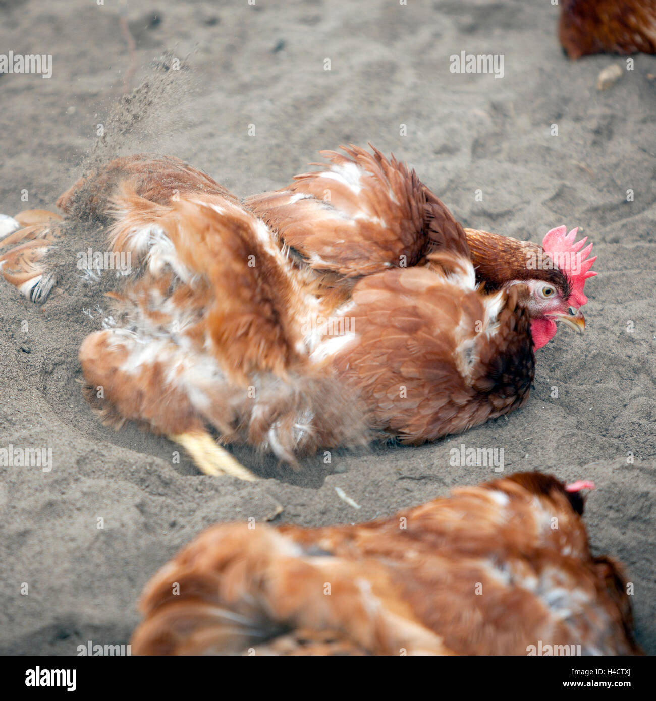 brown chicken outside poultry farm in the netherlands near utrecht ...