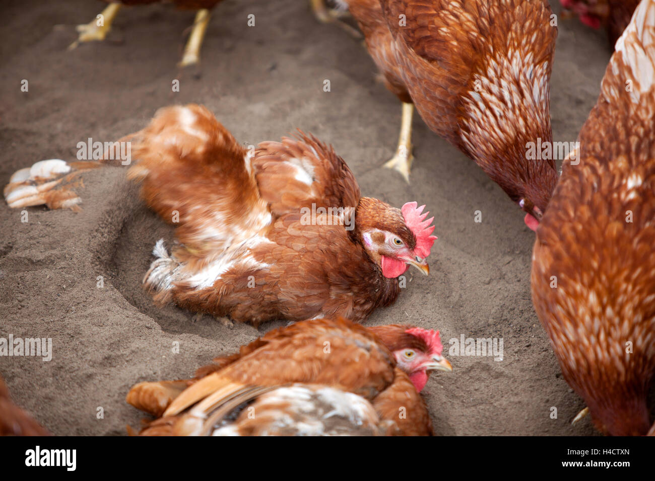 brown chicken outside poultry farm in the netherlands near utrecht ...