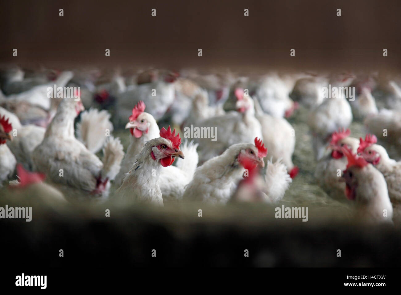 many white chicken together inside farm building Stock Photo - Alamy