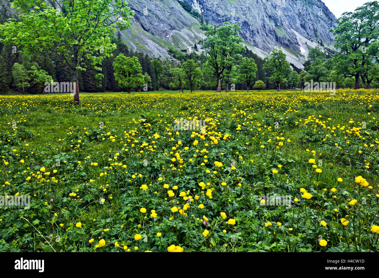 Troll flower hi-res stock photography and images - Alamy