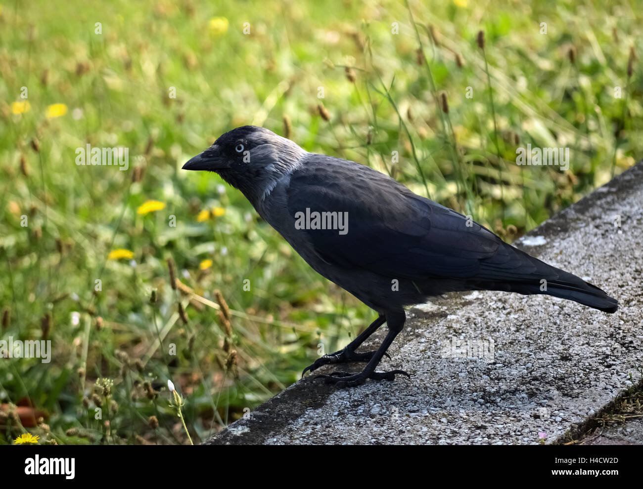 Closeup of a profile of a black crow in the city park Stock Photo - Alamy
