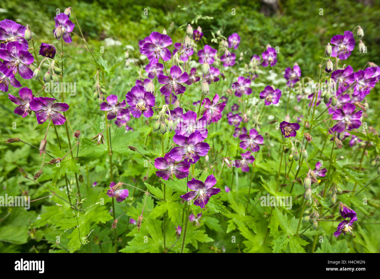 Family stork beak plants hi-res stock photography and images - Alamy