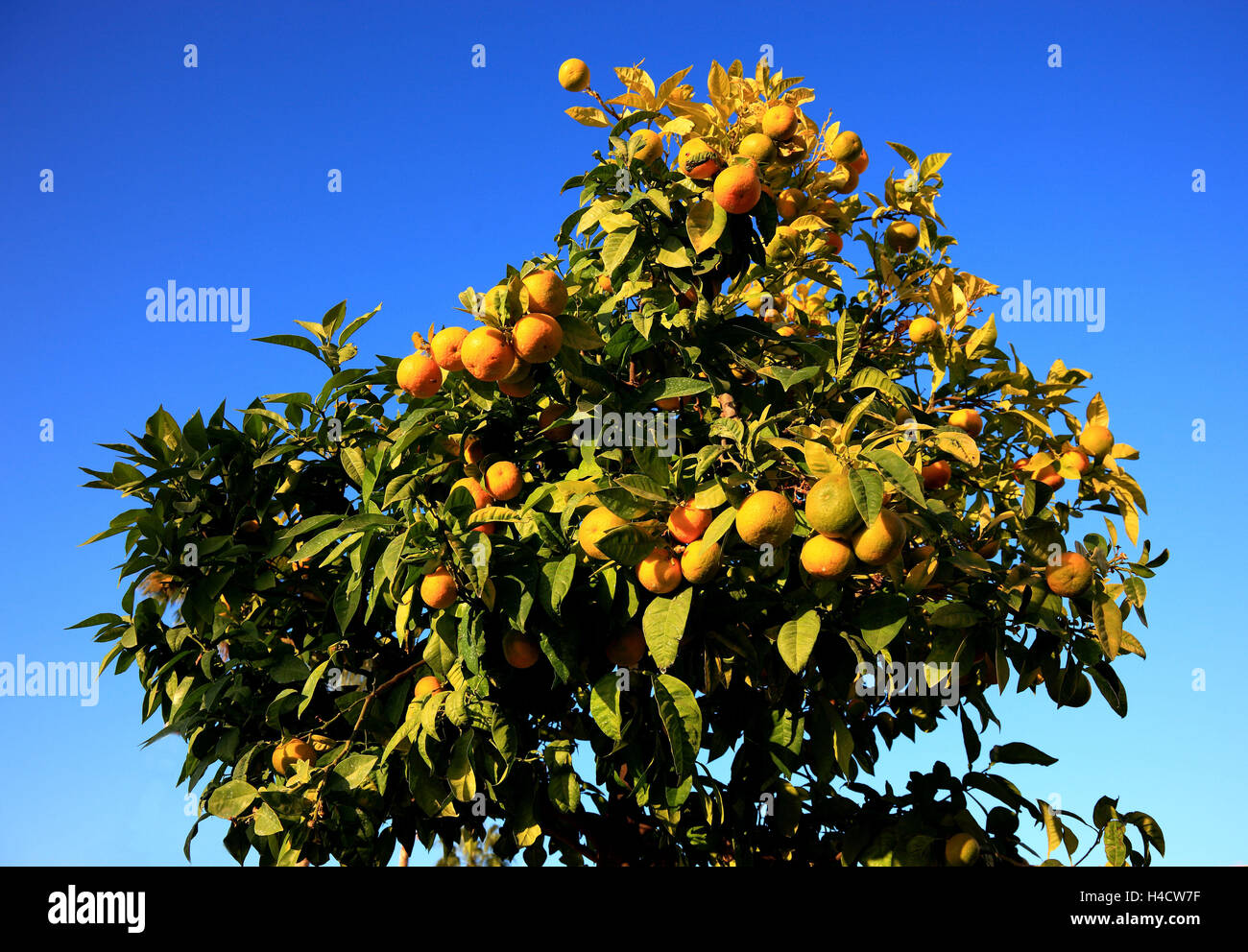 Andalusia orange tree hi-res stock photography and images - Alamy