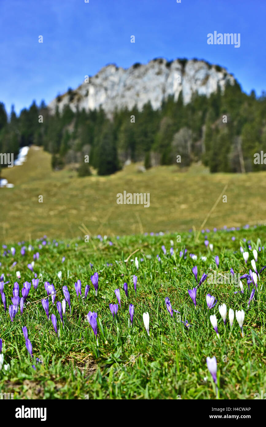 Alpine crocus hi-res stock photography and images - Alamy