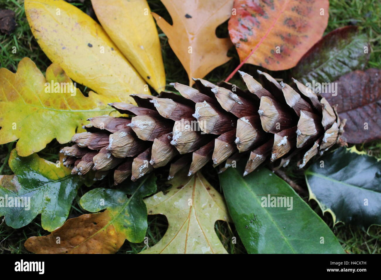 Pinecone and leaves Stock Photo - Alamy