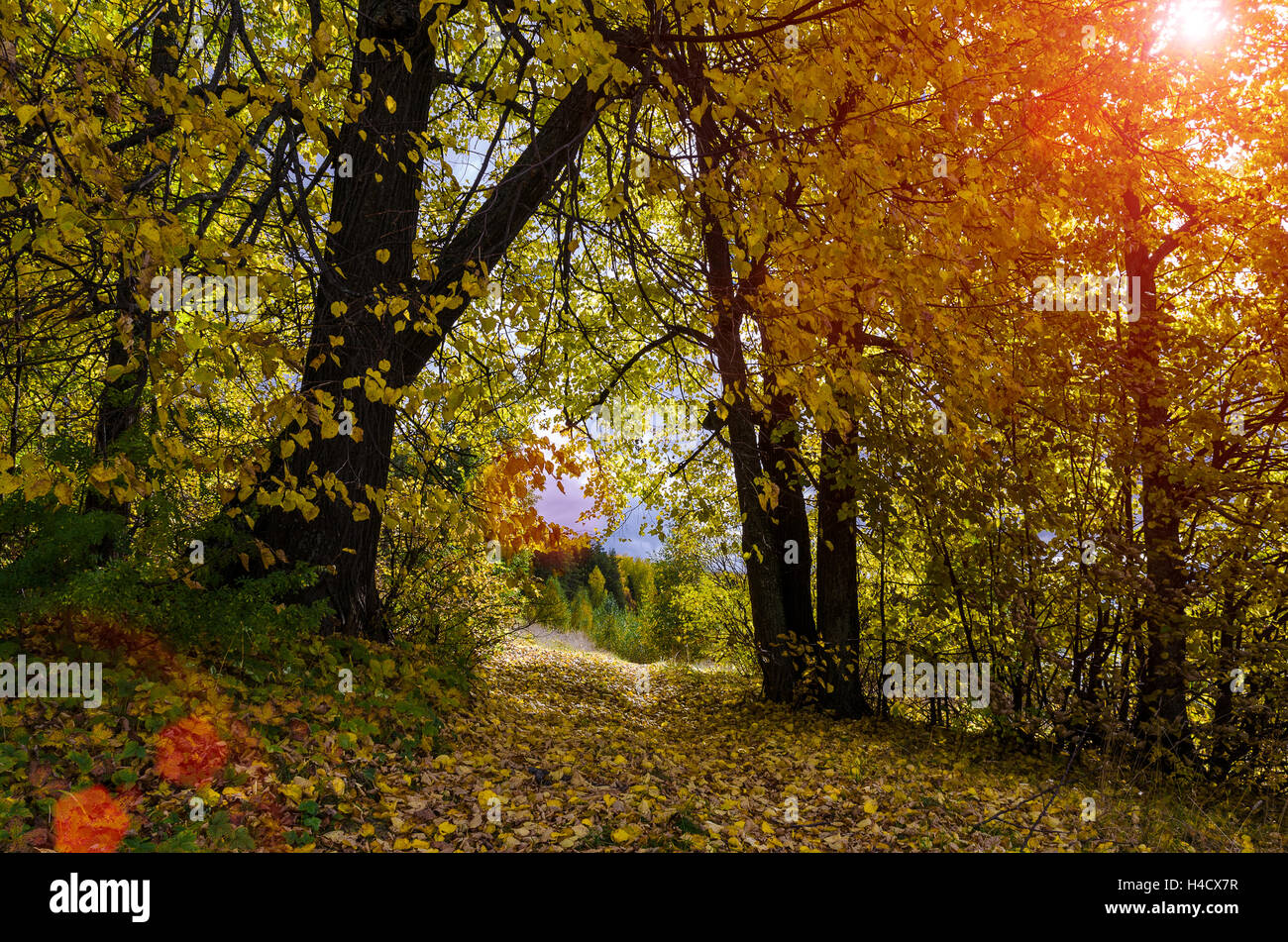 Golden autumn in the month of October in a beautiful forest Stock Photo ...