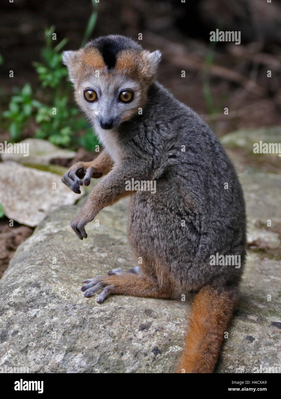 Crowned Lemur (eulemur coronatus) male juvenile Stock Photo - Alamy