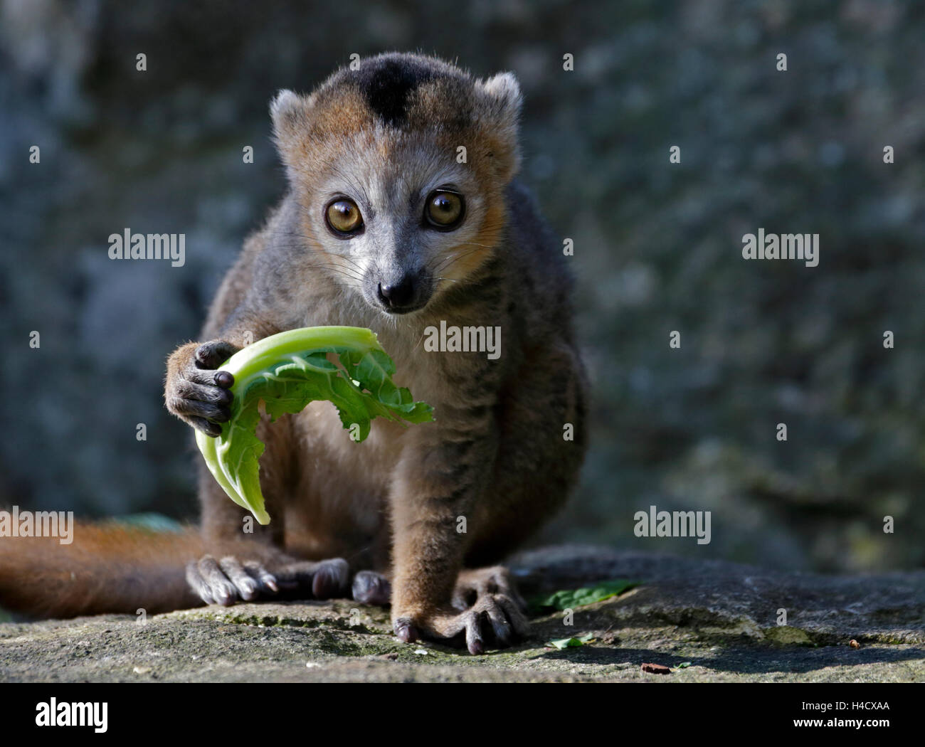 Crowned Lemur (eulemur coronatus) male juvenile Stock Photo - Alamy