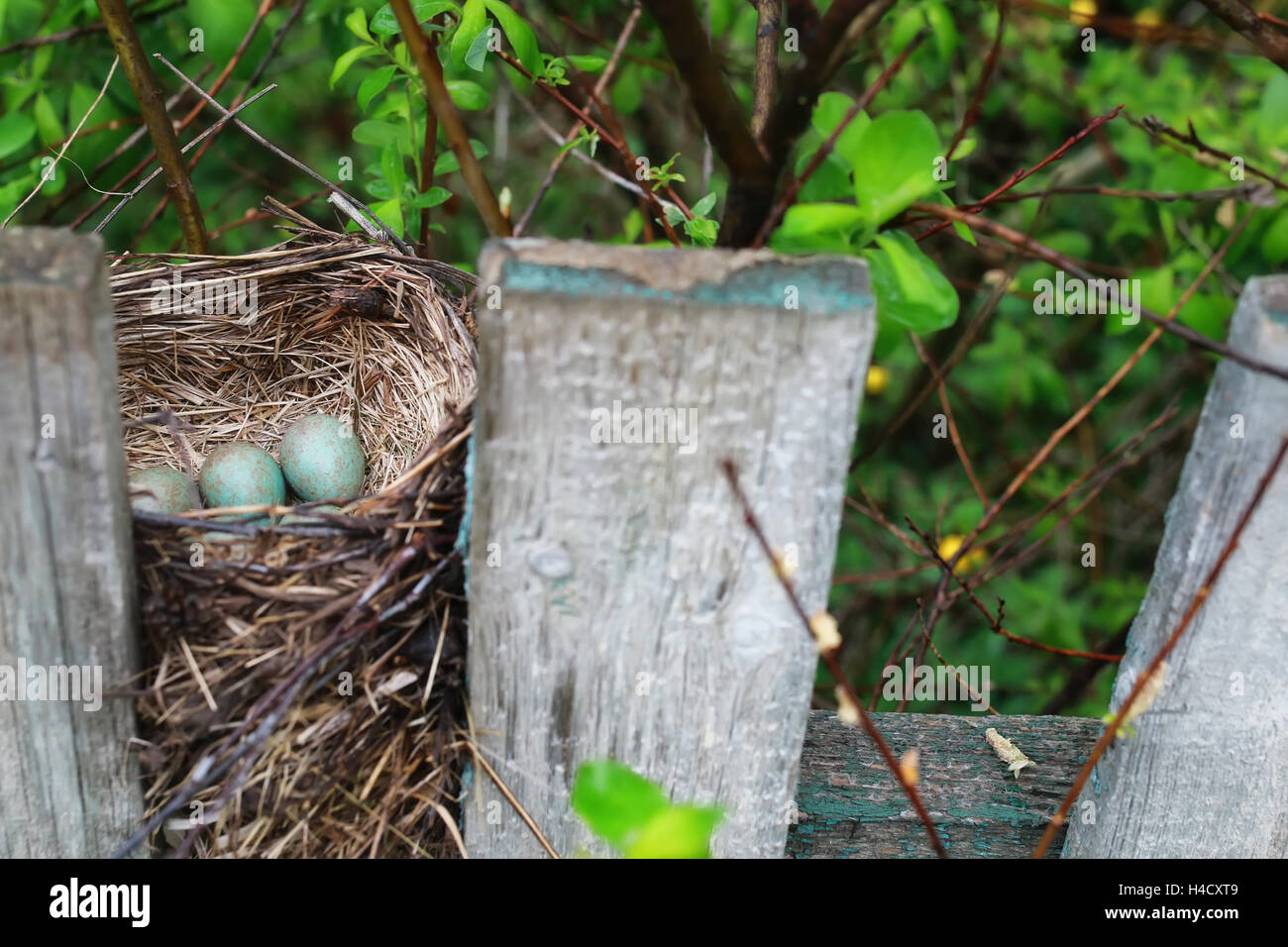 bird nest in nature Stock Photo - Alamy