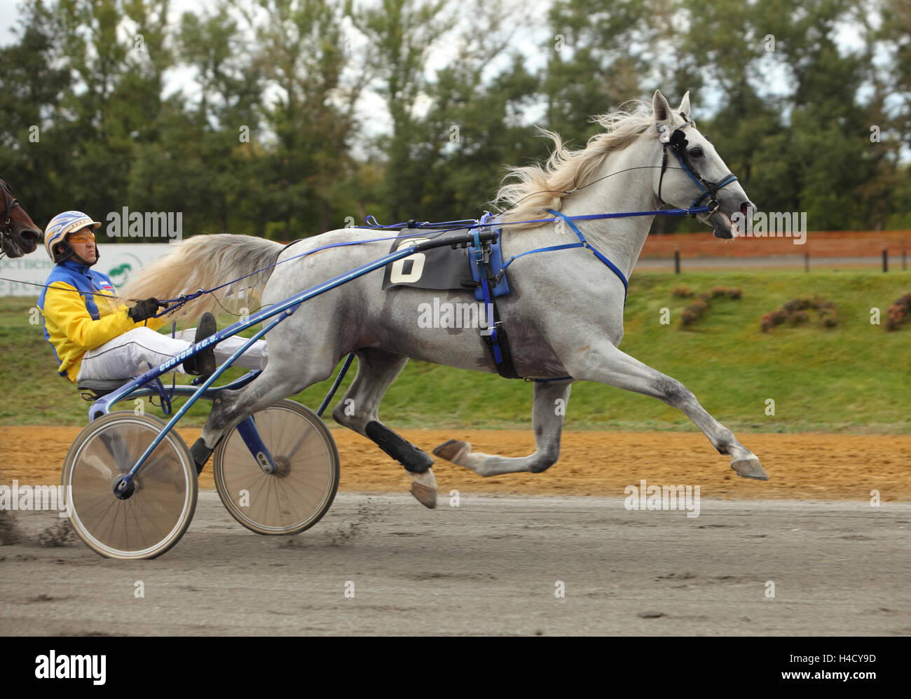 Harness racing. Racing horse in motion Stock Photo - Alamy