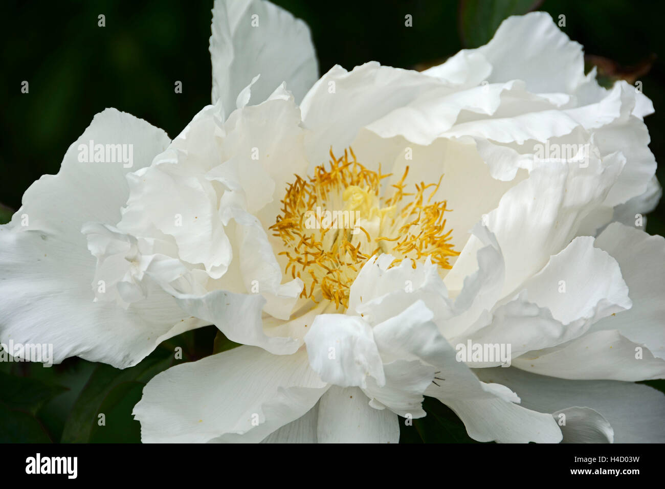 Colorado flora hi-res stock photography and images - Alamy