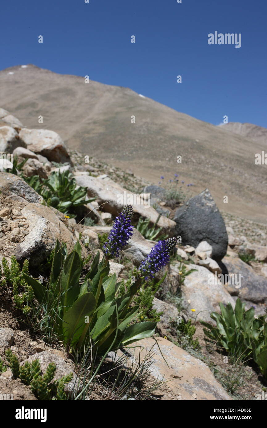 Pamir region Russian Federation Central Asia mountain landscapes Stock ...