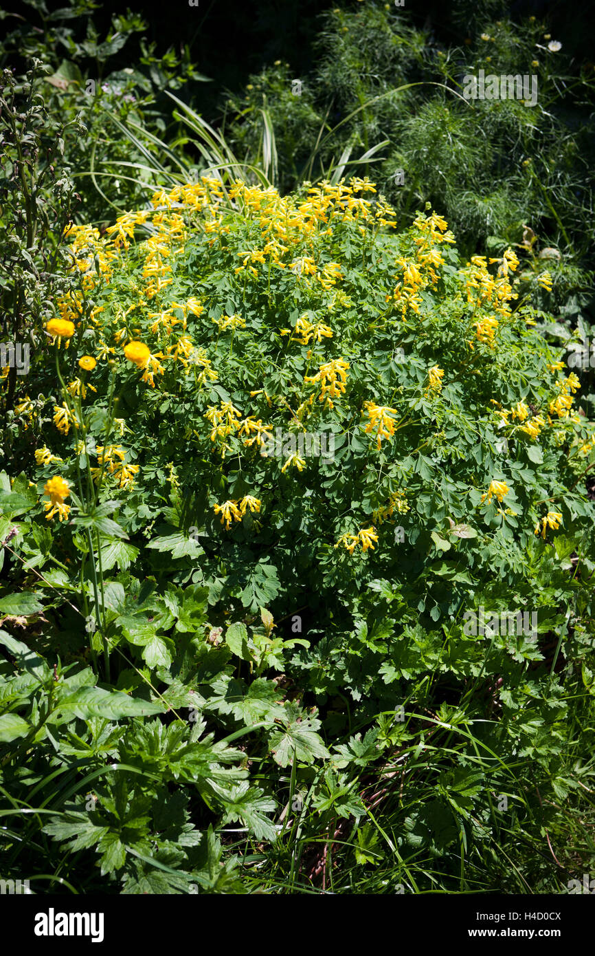 Yellow flower of cottage garden Stock Photo - Alamy