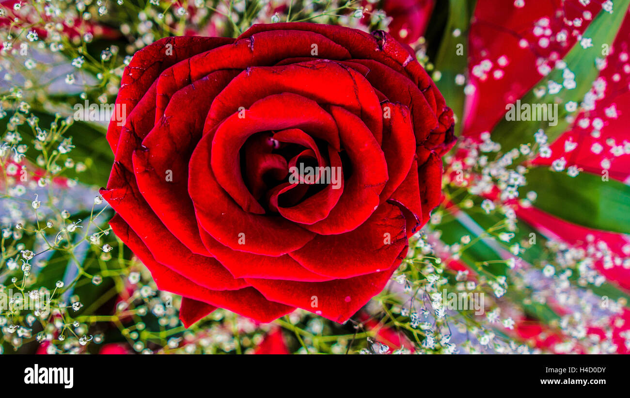 Res rose hi-res stock photography and images - Alamy