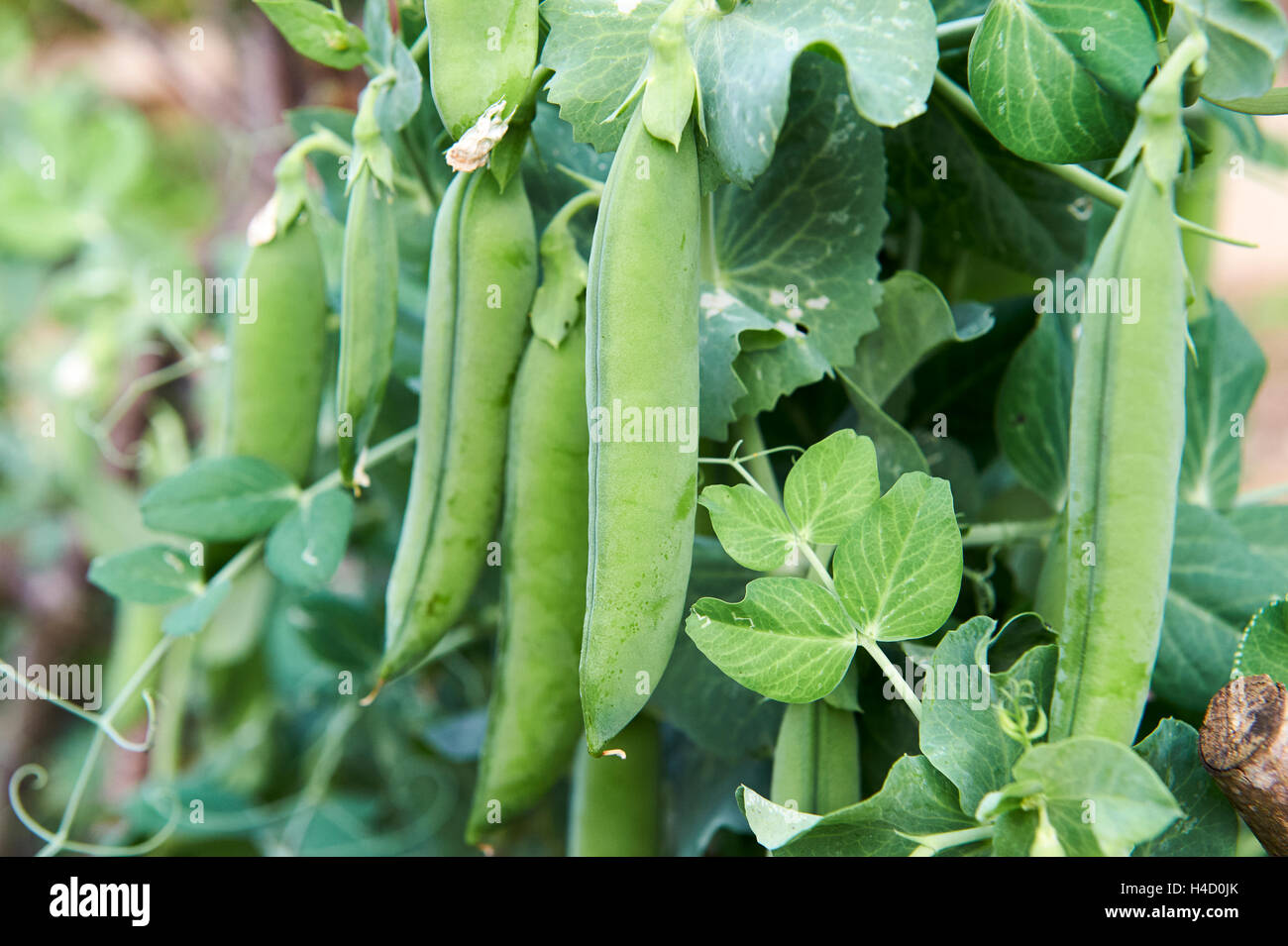 Pea Plants 'Premium' in Vegetable Patch, UK Stock Photo - Alamy