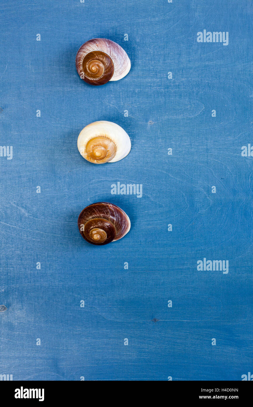 Creative shells hi-res stock photography and images - Alamy