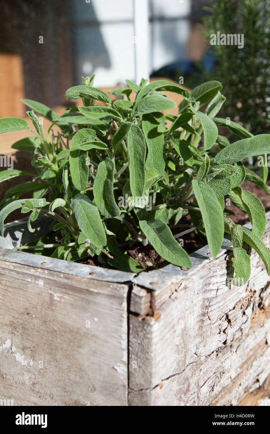 Sage in the window box Stock Photo - Alamy