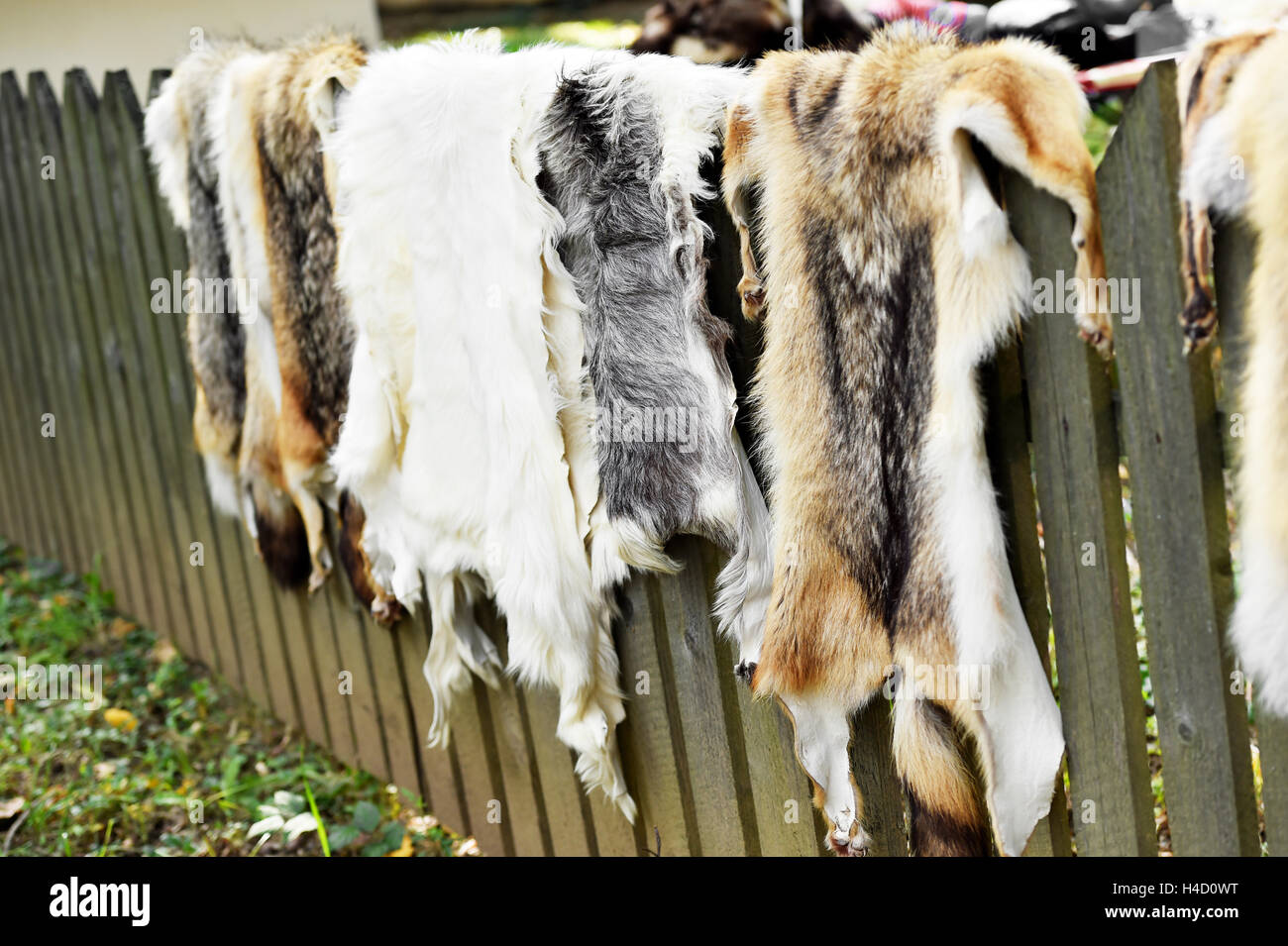 Fox and goat fur for clothing exposed on a wooden fence Stock Photo - Alamy