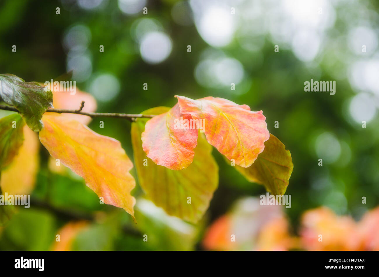 Fade leaves hi-res stock photography and images - Alamy