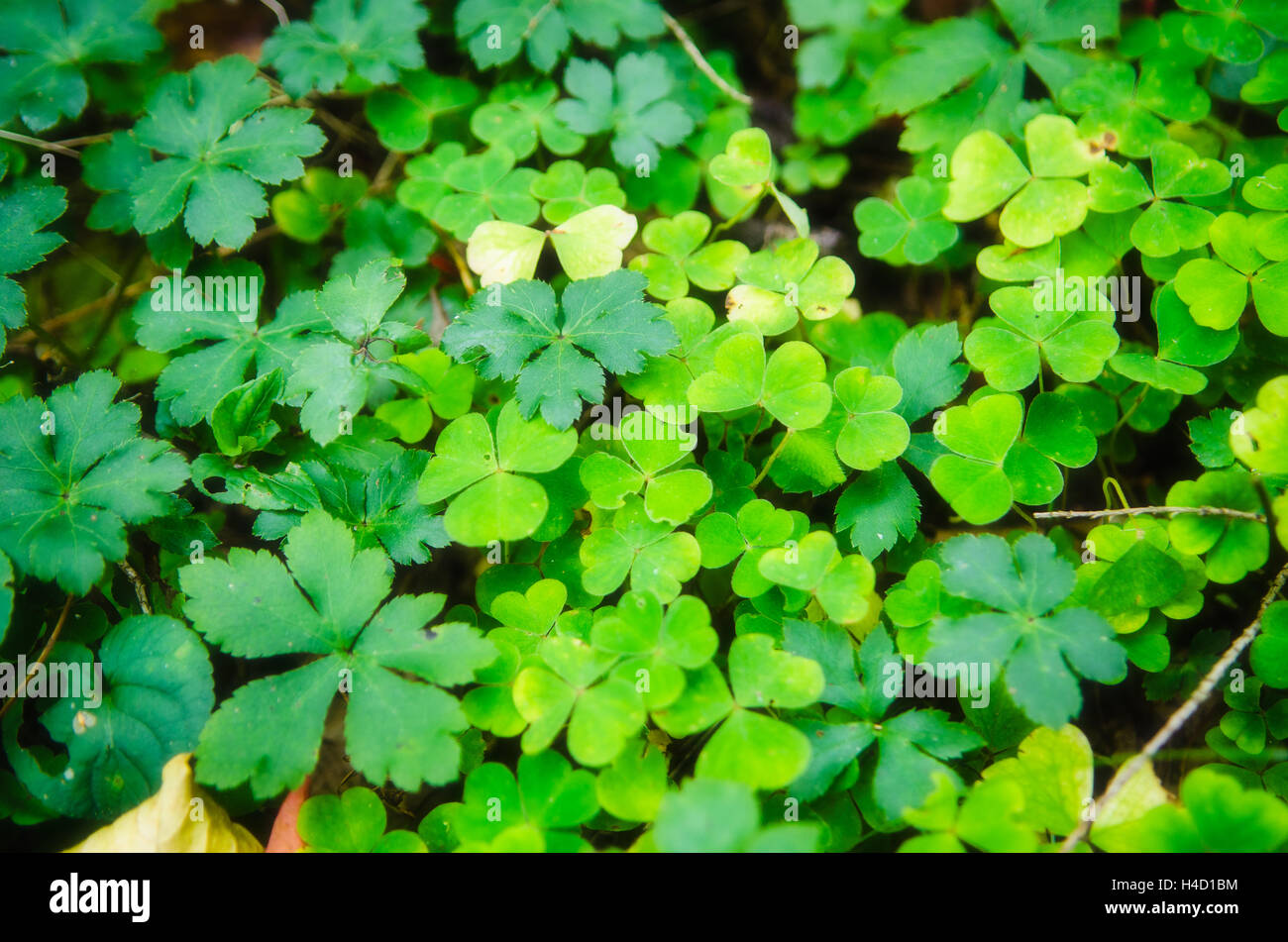 Lucky shamrocks hi-res stock photography and images - Alamy