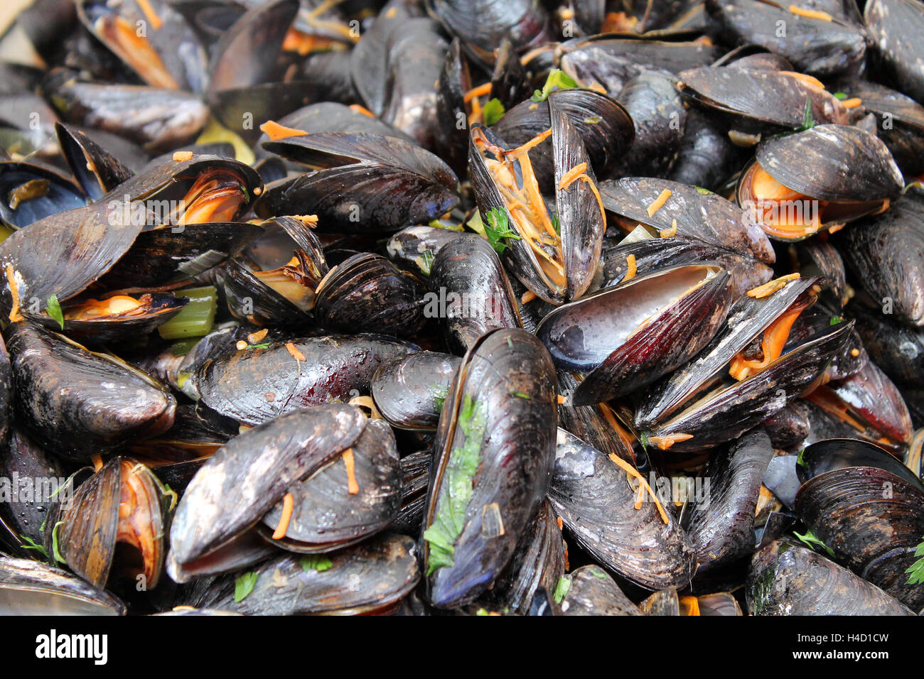 Mytilidae hi-res stock photography and images - Alamy