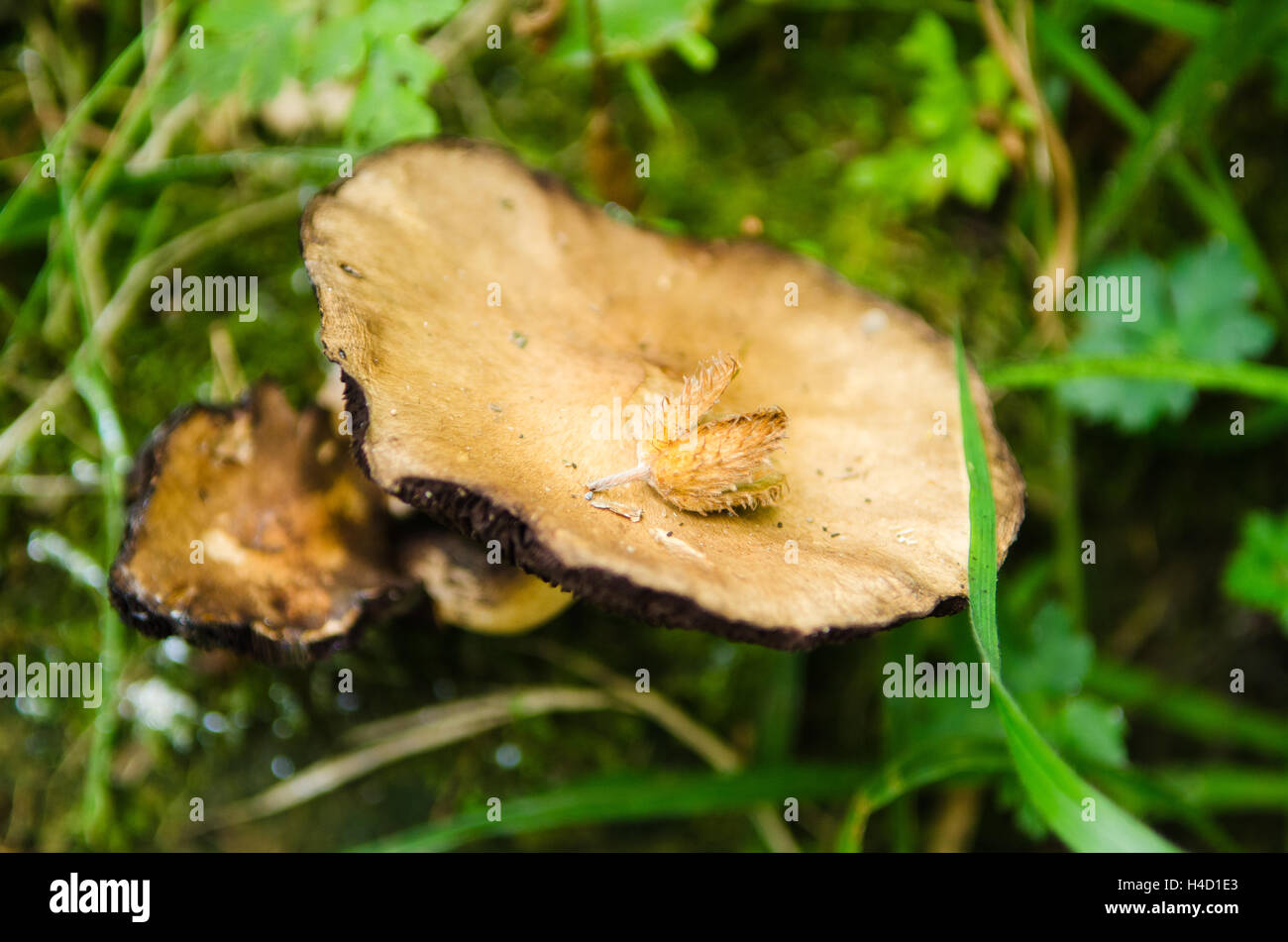 Fusarium fungi hi-res stock photography and images - Alamy