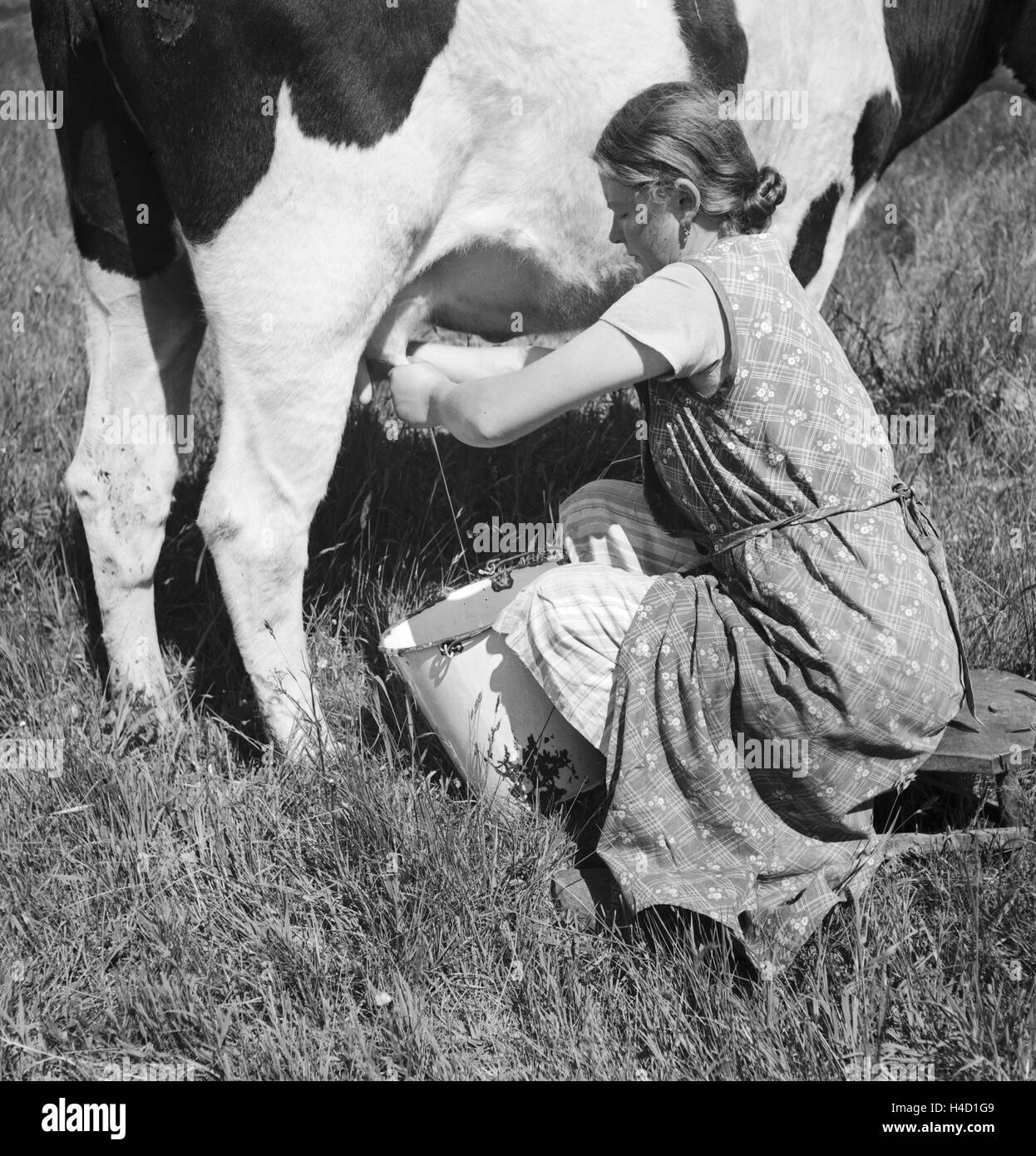 Ein Mdchen beim Melken der Khe im Umland von Bremen, Deutschland 1930er ...
