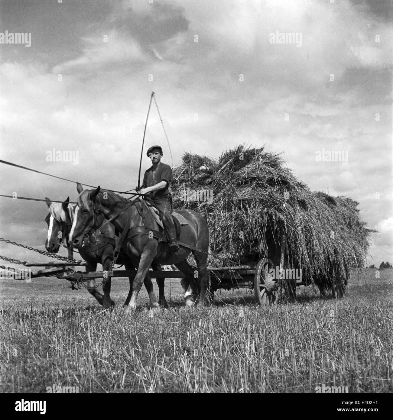 Heuernte in Masuren in Ostpreußen, Deutschland 1930er Jahre. Harvestin ...