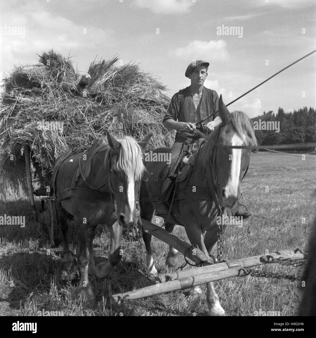 Heuernte in Masuren in Ostpreußen, Deutschland 1930er Jahre. Harvestin ...