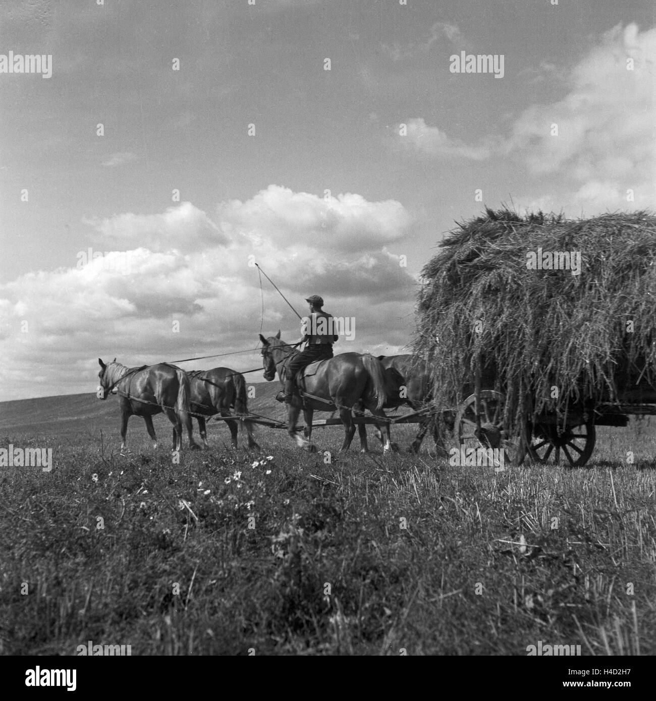 Heuernte in Masuren in Ostpreußen, Deutschland 1930er Jahre. Harvestin ...