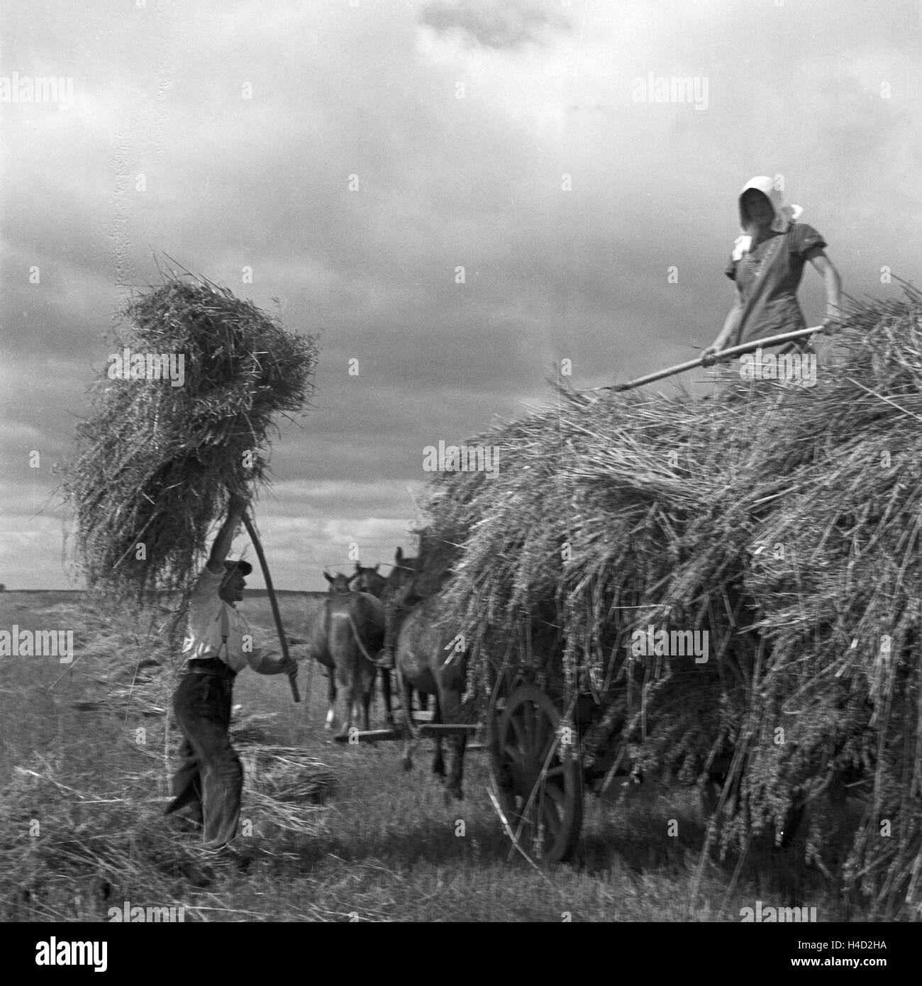 Heuernte in Masuren in Ostpreußen, Deutschland 1930er Jahre. Harvestin ...