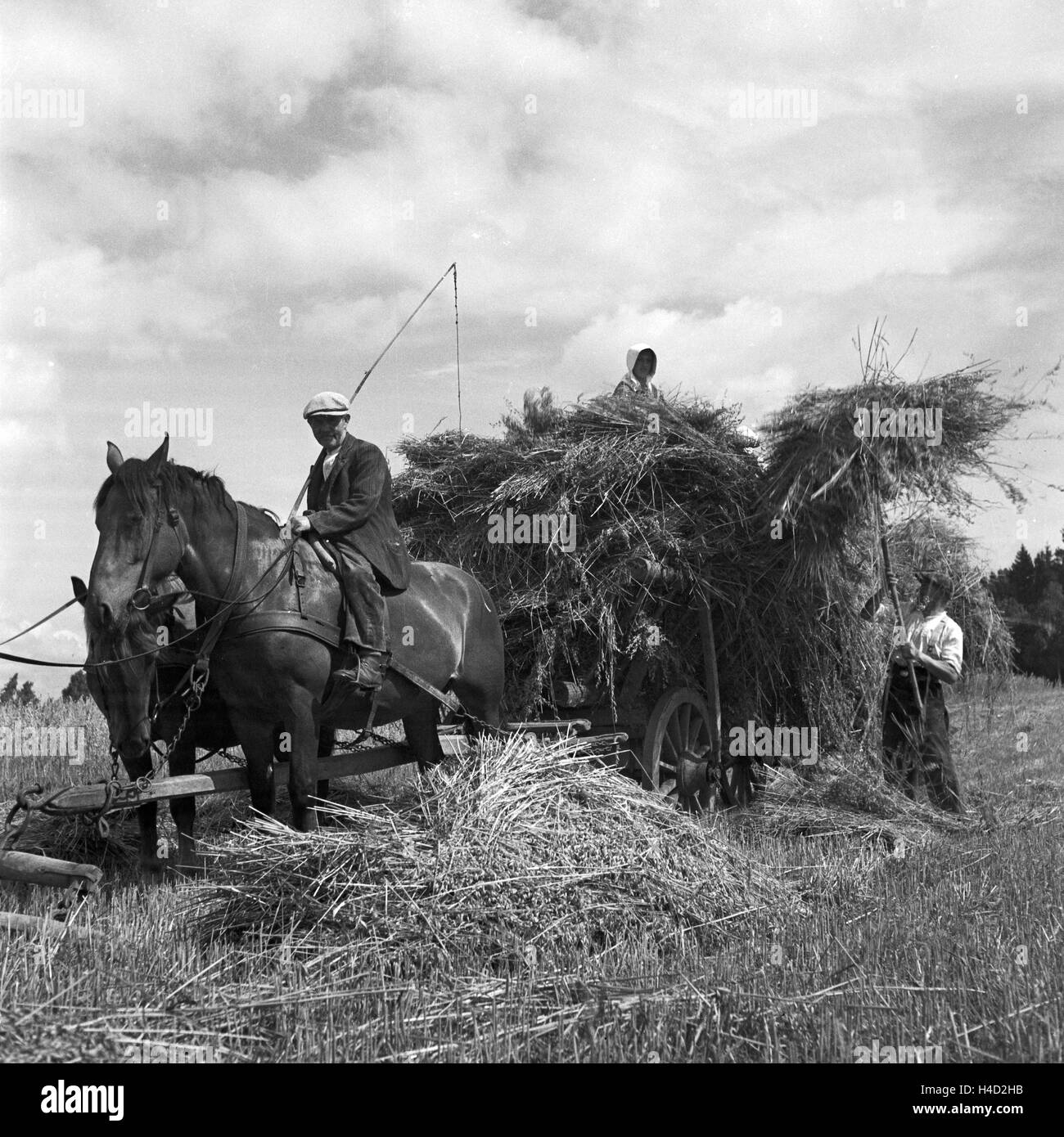 Heuernte in Masuren in Ostpreußen, Deutschland 1930er Jahre. Harvestin ...