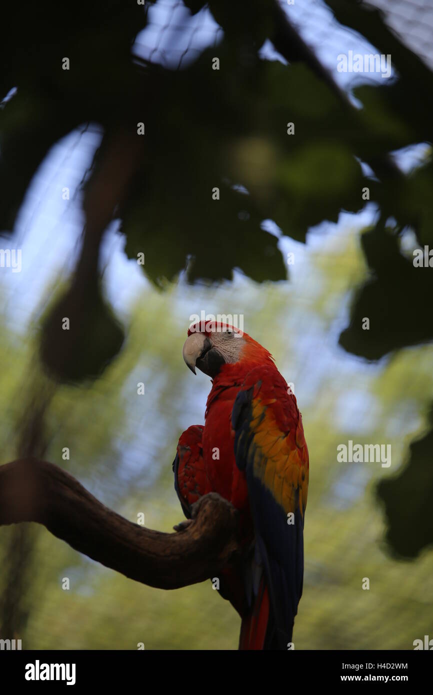 colorful macaw parrot ara with long beak perch on tree Stock Photo - Alamy