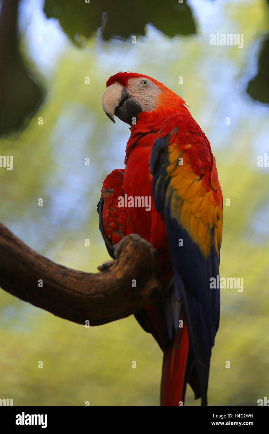 Long tailed parrot hi-res stock photography and images - Alamy