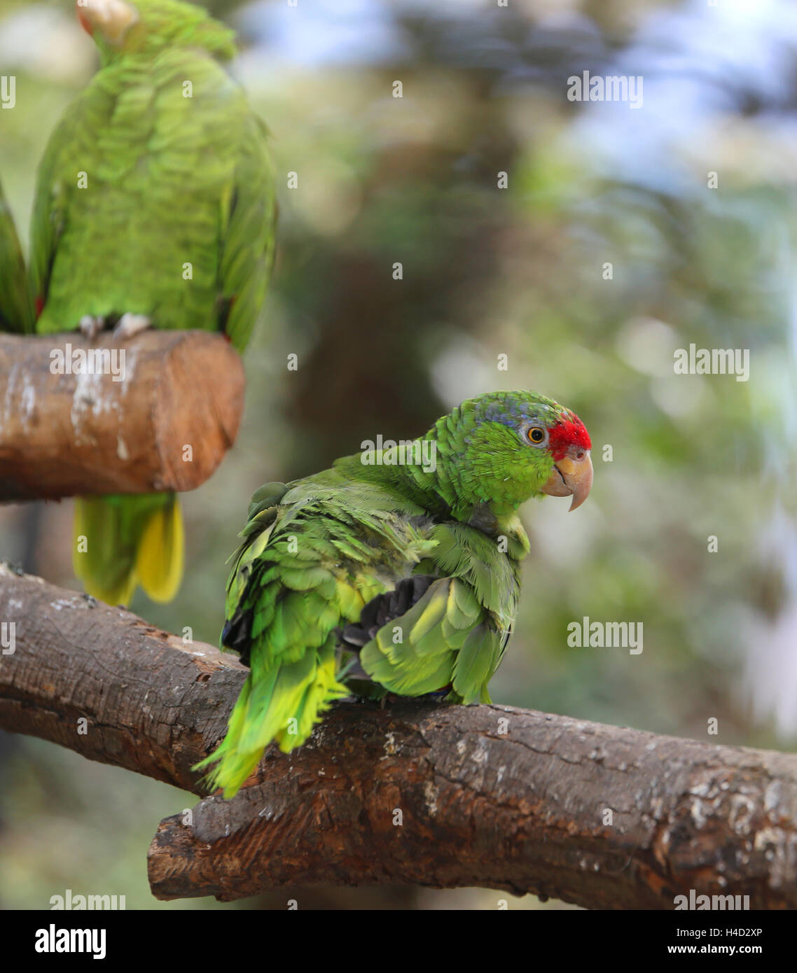 rare green Parrot Scaly-breasted lorikeet with feathers all colored in ...