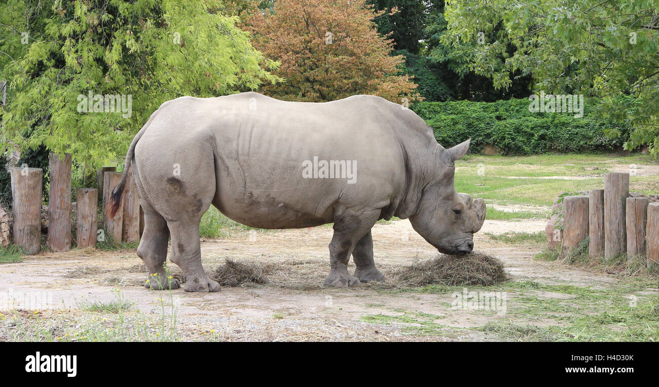 very big rhino with long horn while grazing Stock Photo - Alamy