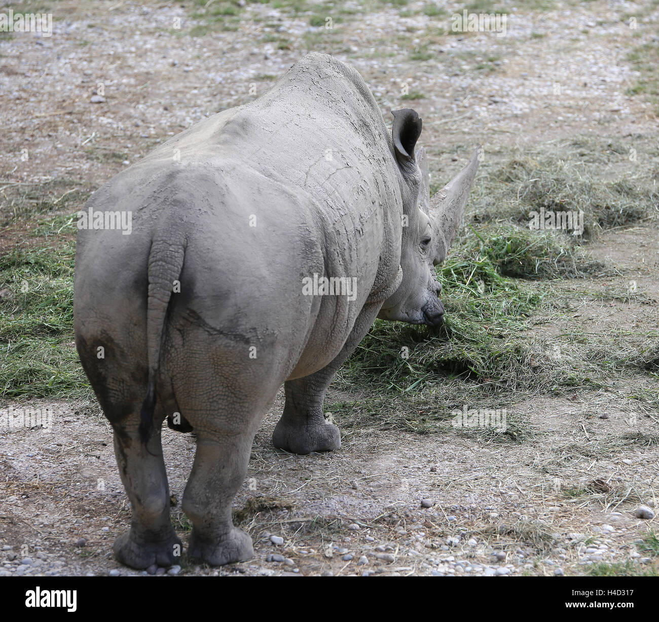 very big rhino with long horn while grazing the grass in Africa Stock ...