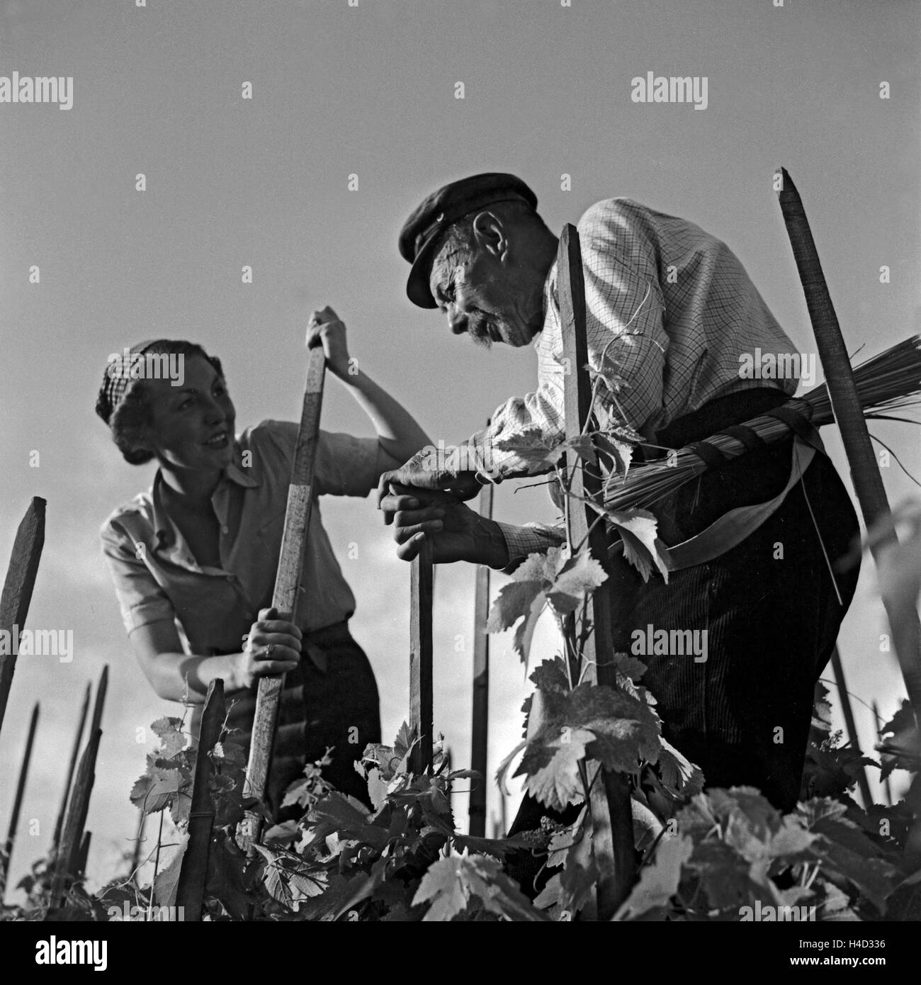 Winzerin und alter Winzer bei der Arbeit im Weinberg, Deutschland ...