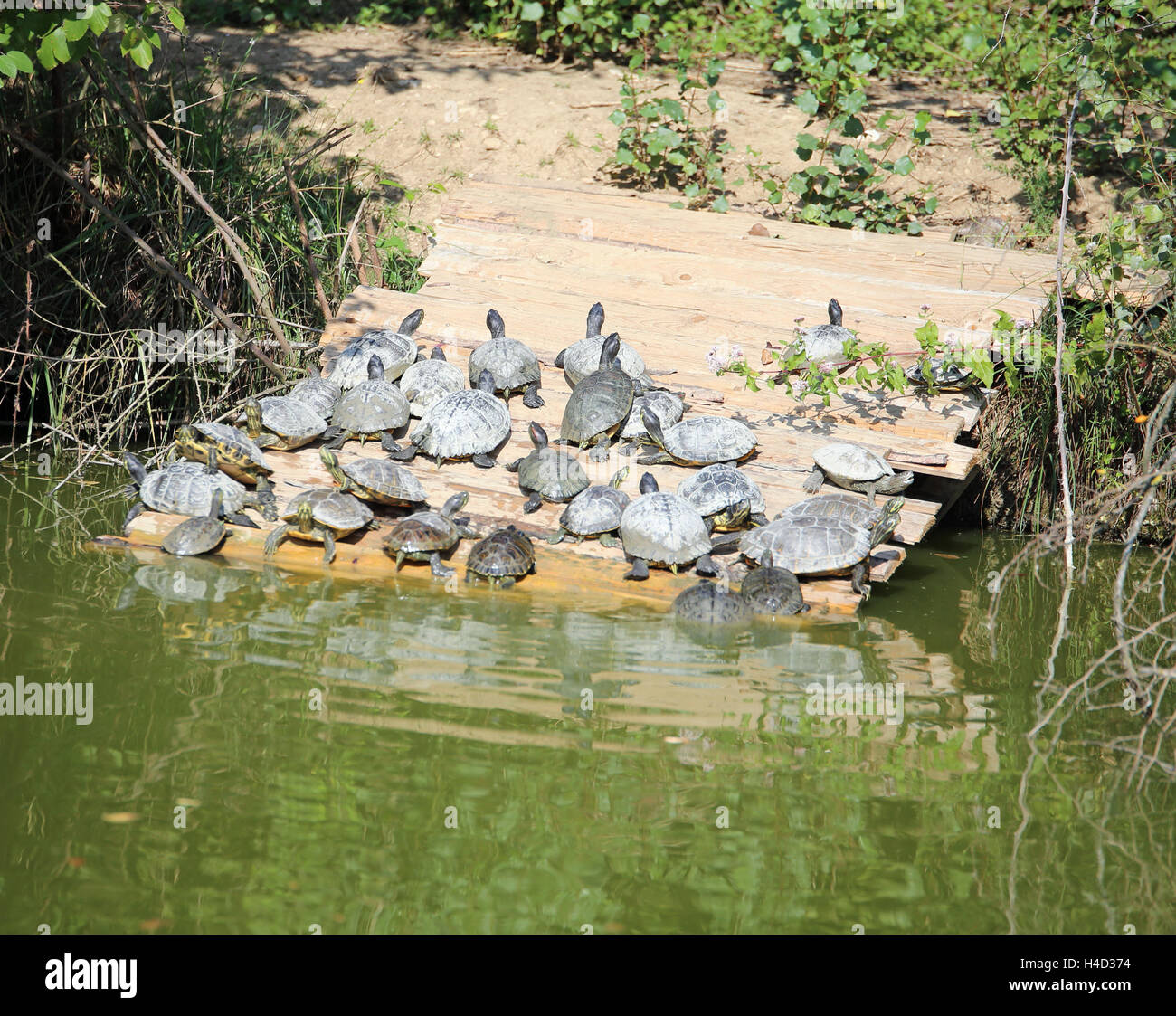 Many turtles hi-res stock photography and images - Alamy