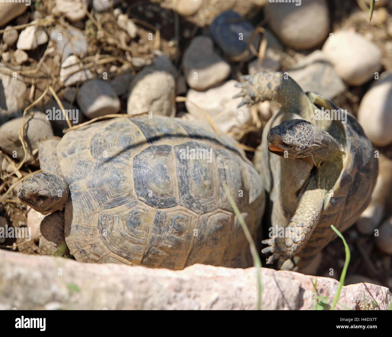 phase coupling of two large turtles during the mating season Stock ...