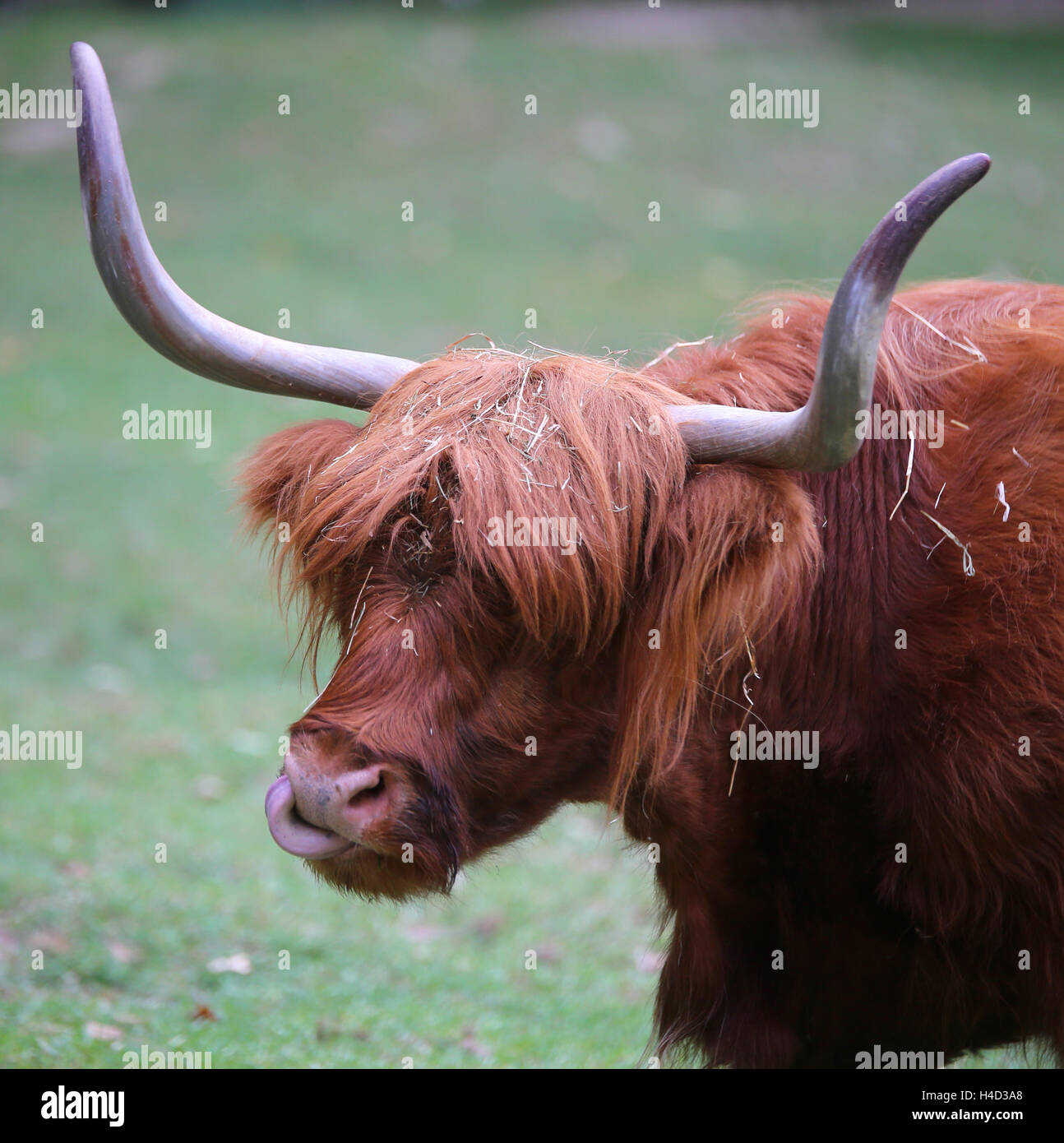 big yak with long brown hair while grazing the lawn Stock Photo - Alamy