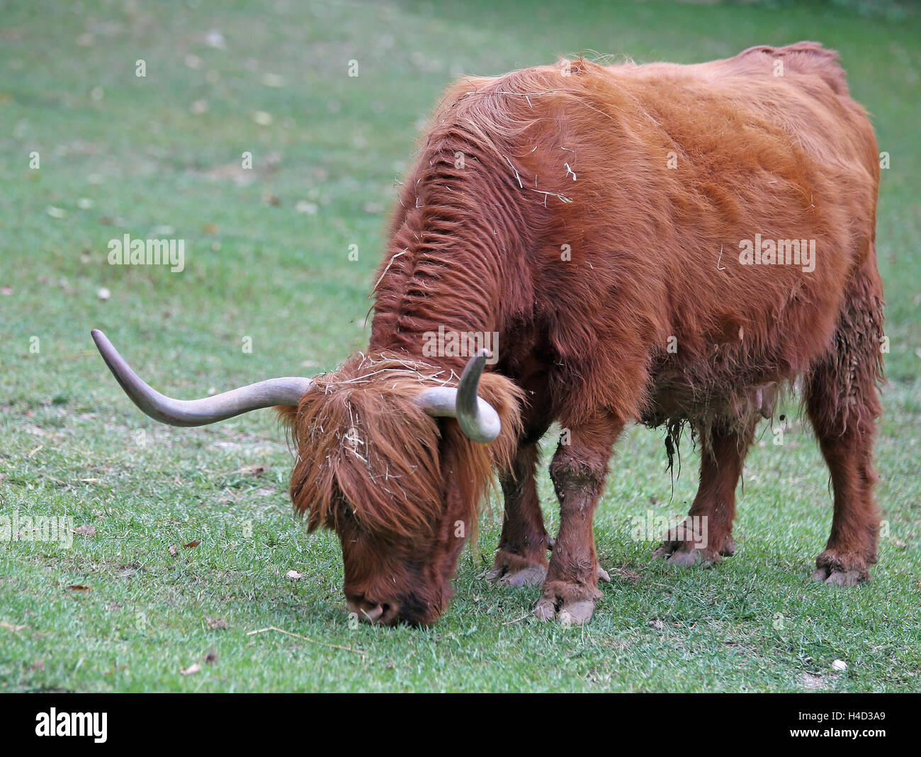 big yak with long hair while grazing the lawn Stock Photo - Alamy