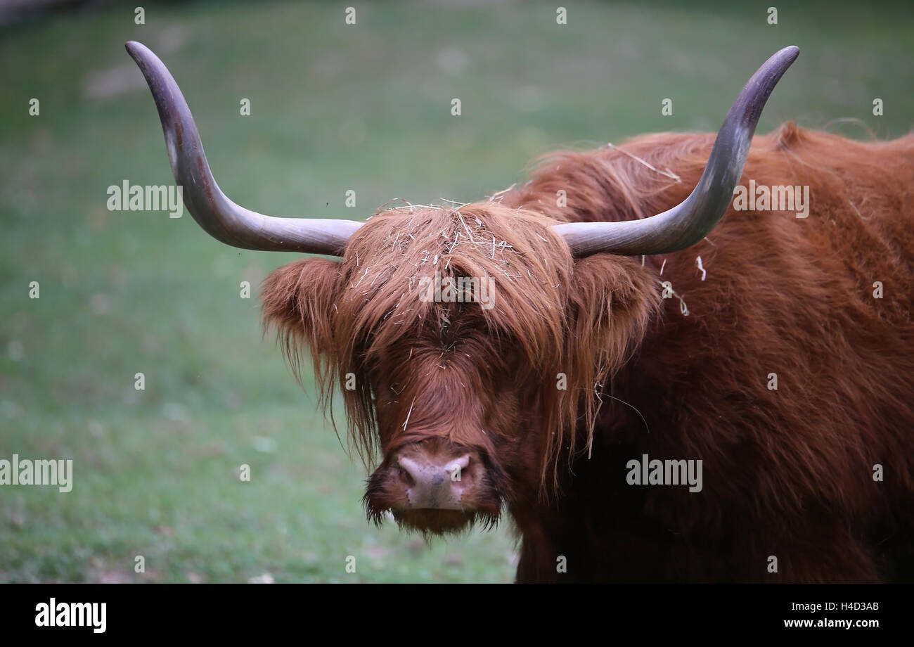 big yak with long brown hair and big horns while grazing the lawn Stock ...