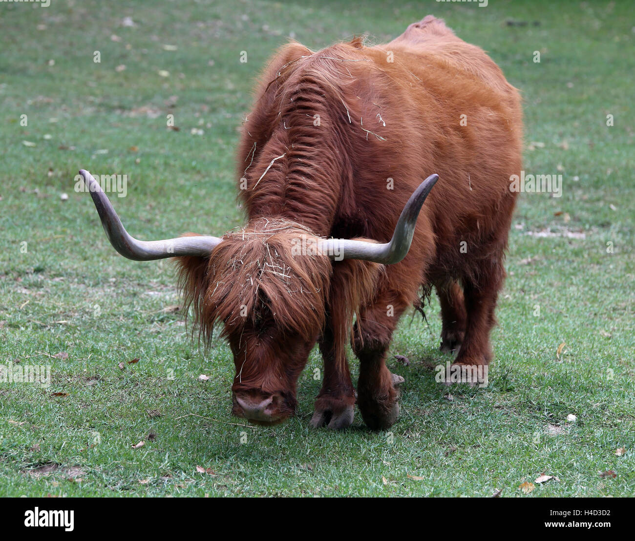 big yak with two long horns while grazing the lawn Stock Photo - Alamy