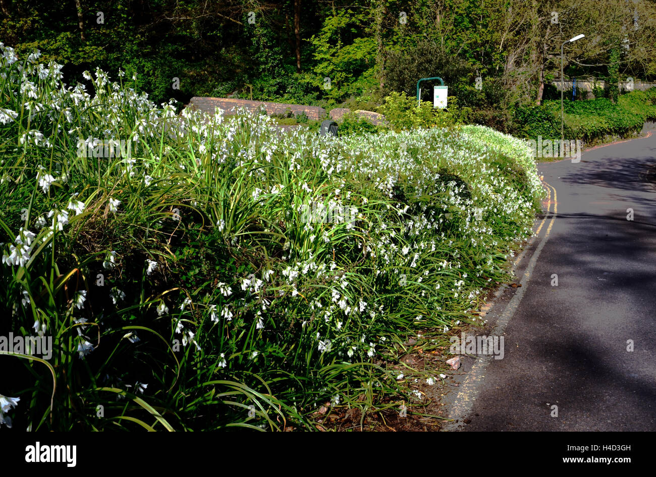 Wildflowers growing on roadside hi-res stock photography and images - Alamy