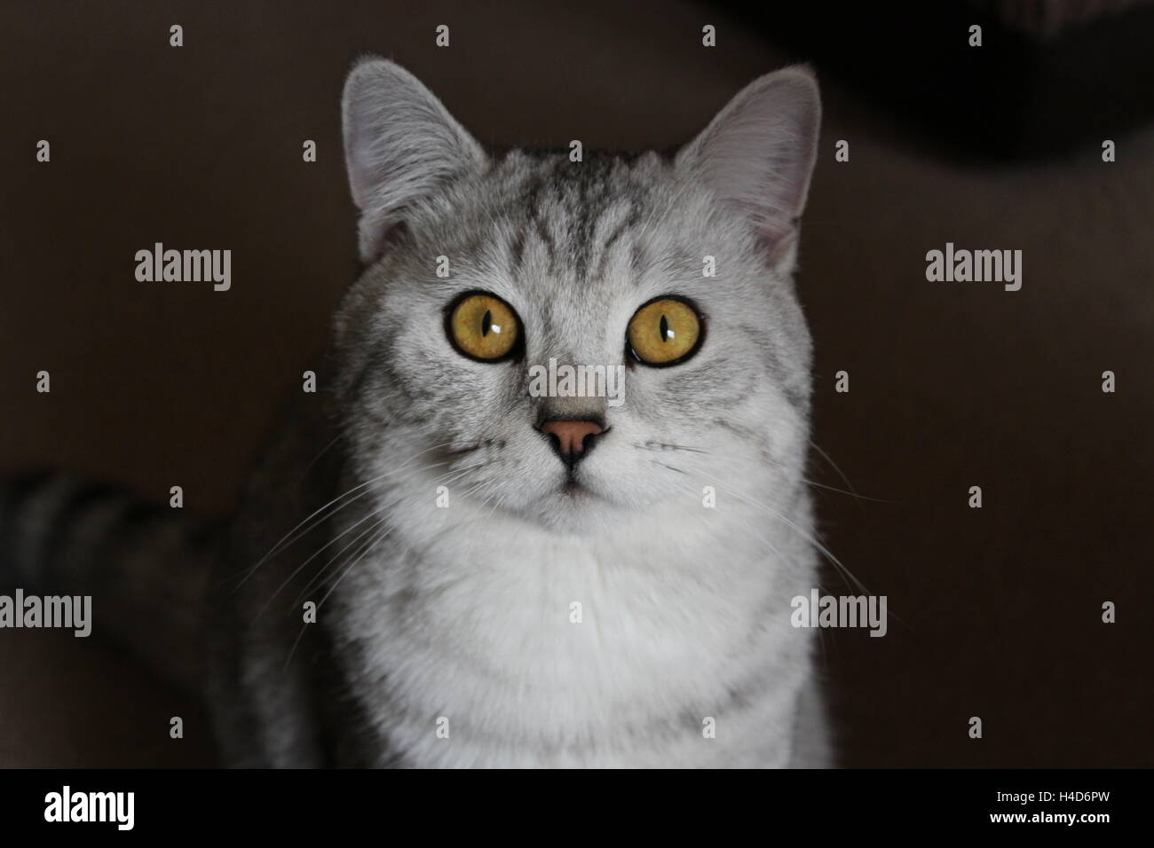 British Shorthair cat with dark shade background Stock Photo - Alamy
