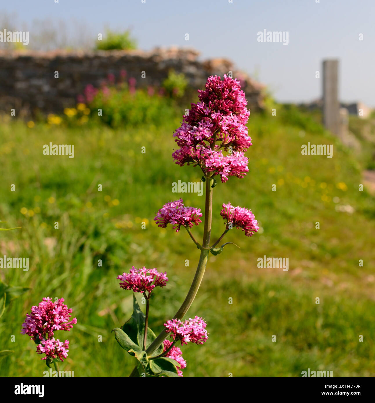 Centranthus bloom hi-res stock photography and images - Alamy