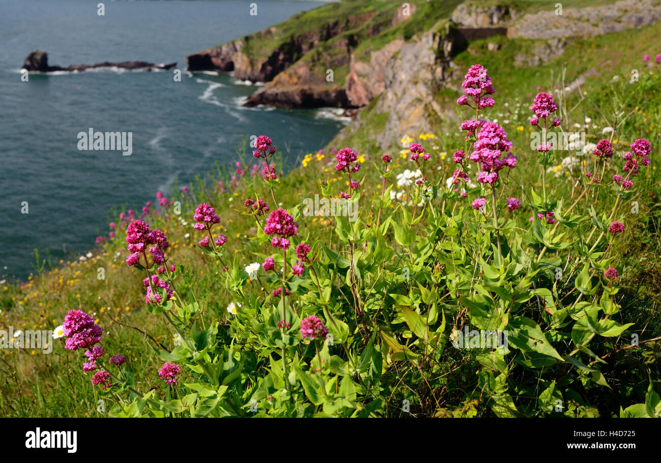 Red Valerian (Centranthus ruber) growing on the cliff-tops at Berry ...